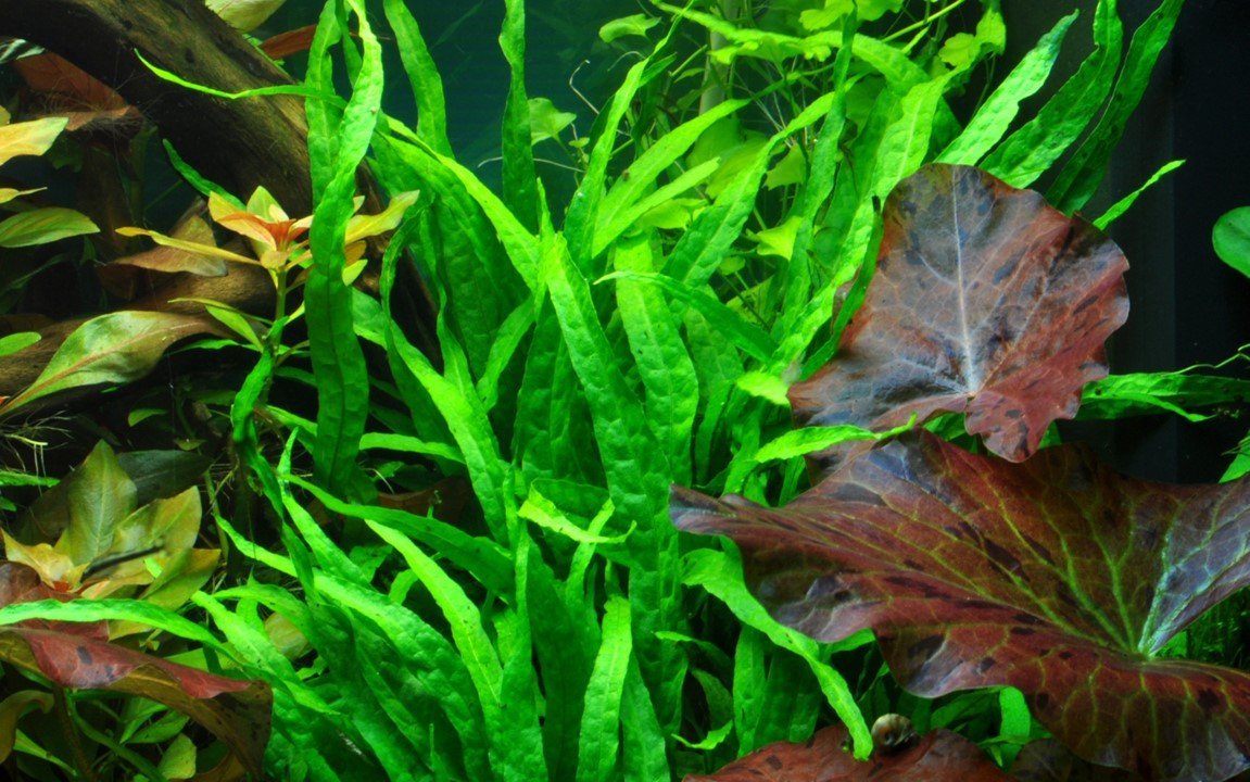 Java Fern Narrow Leaf - Tropical Zone