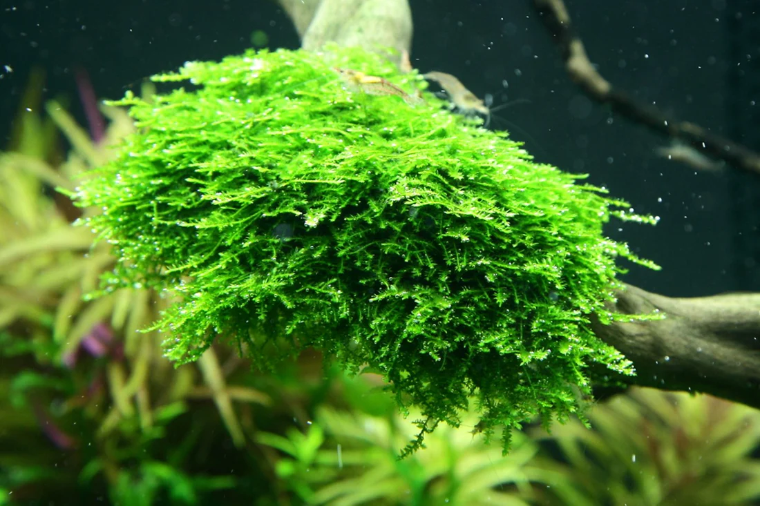 Christmas Moss - Tropical Zone