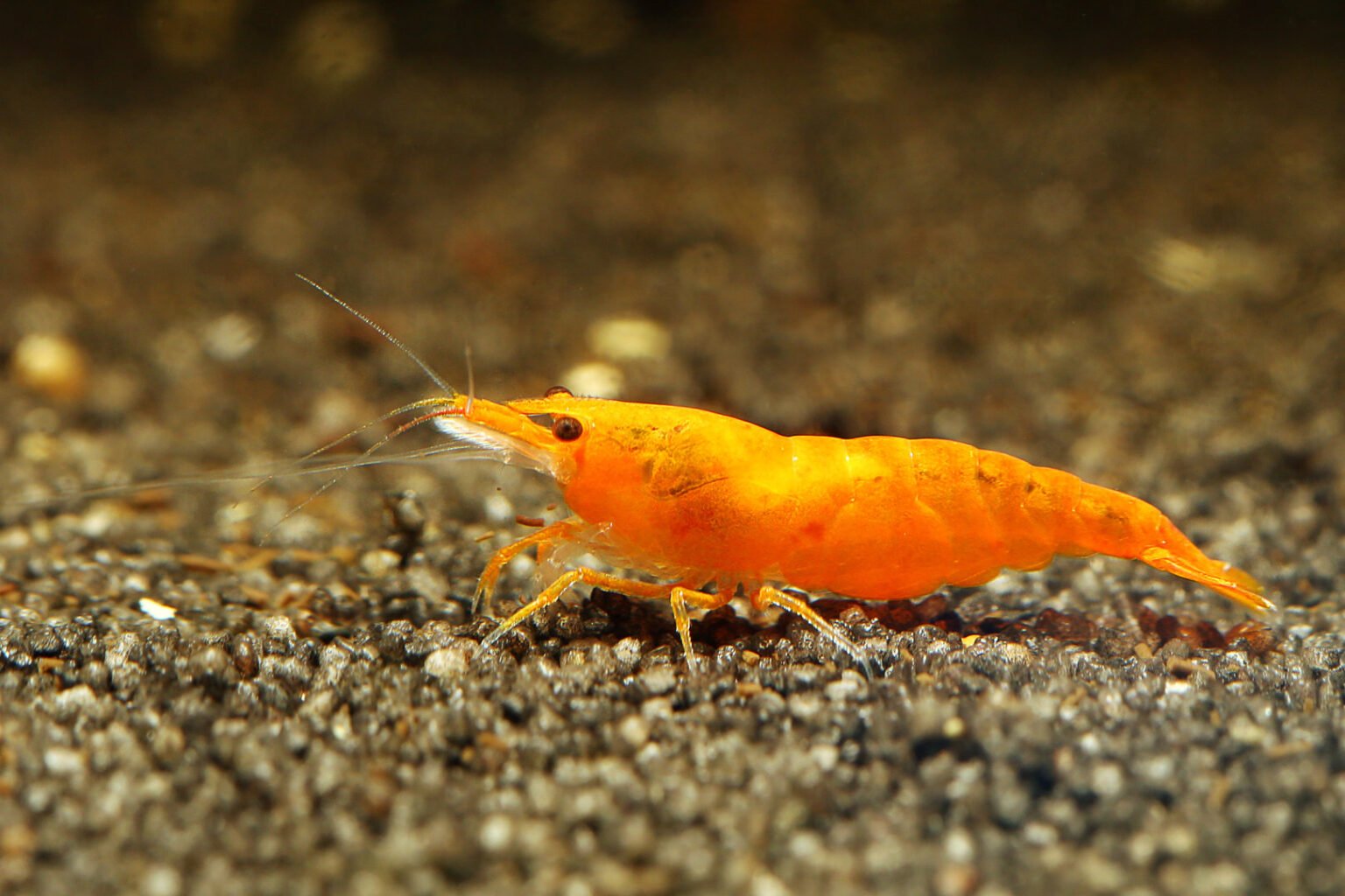 Orange Shrimp - Tropical Zone