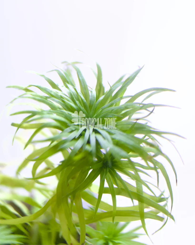 Tropical Aquariums: Overview of Syngonanthus Sp Belem