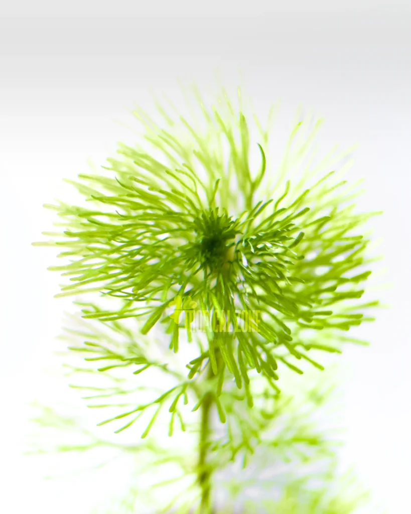 Green Cabomba - Tropical Zone