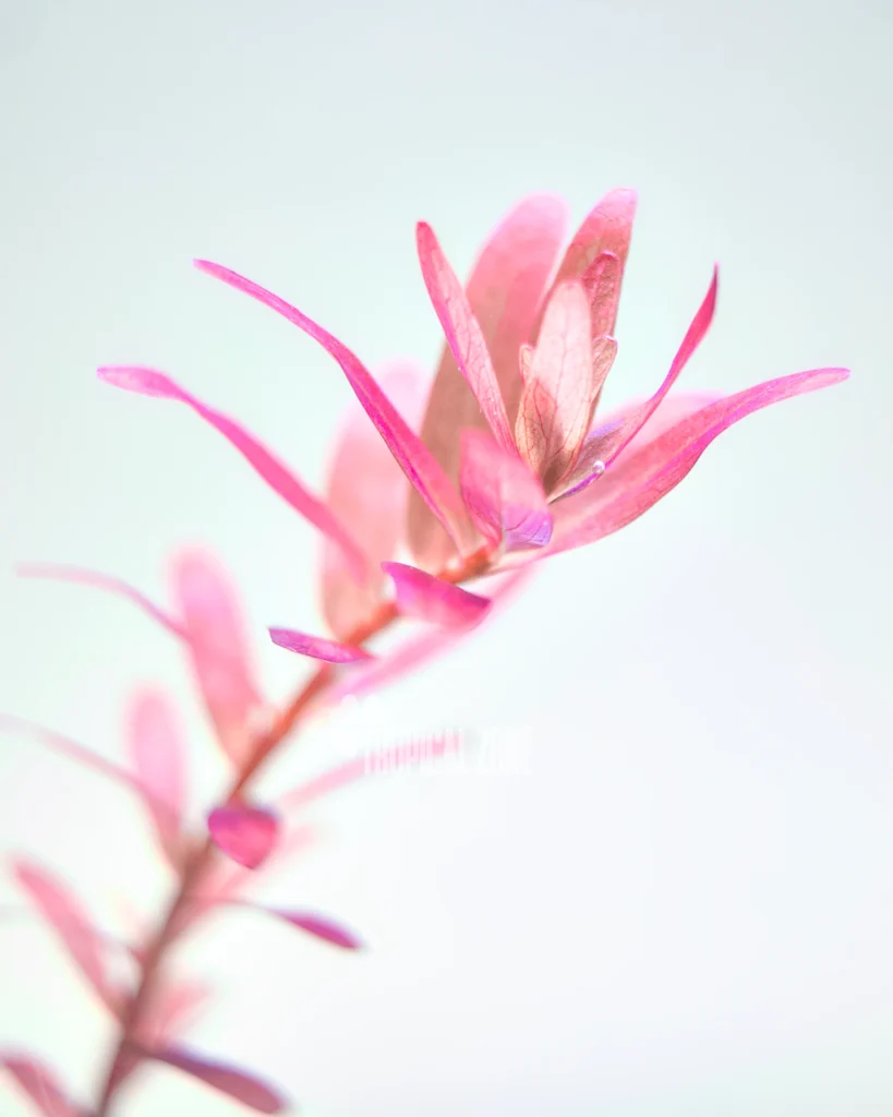 Rotala Rotundifolia Blood Red - Tropical Zone