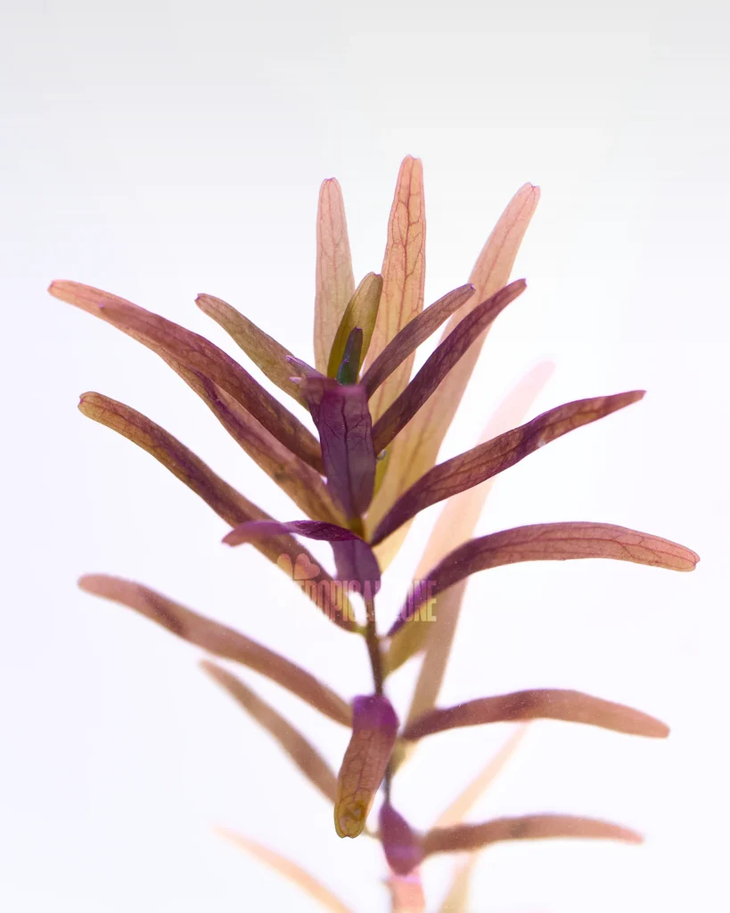 Rotala HRA - Tropical Zone