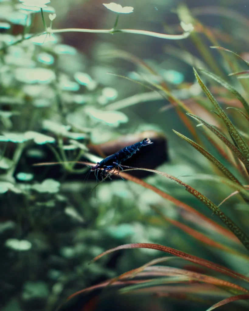 Blue Diamond Shrimp - Tropical Zone